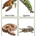 Reptiles and Amphibians Flashcards | Real Photo Animal Vocabulary Cards ...