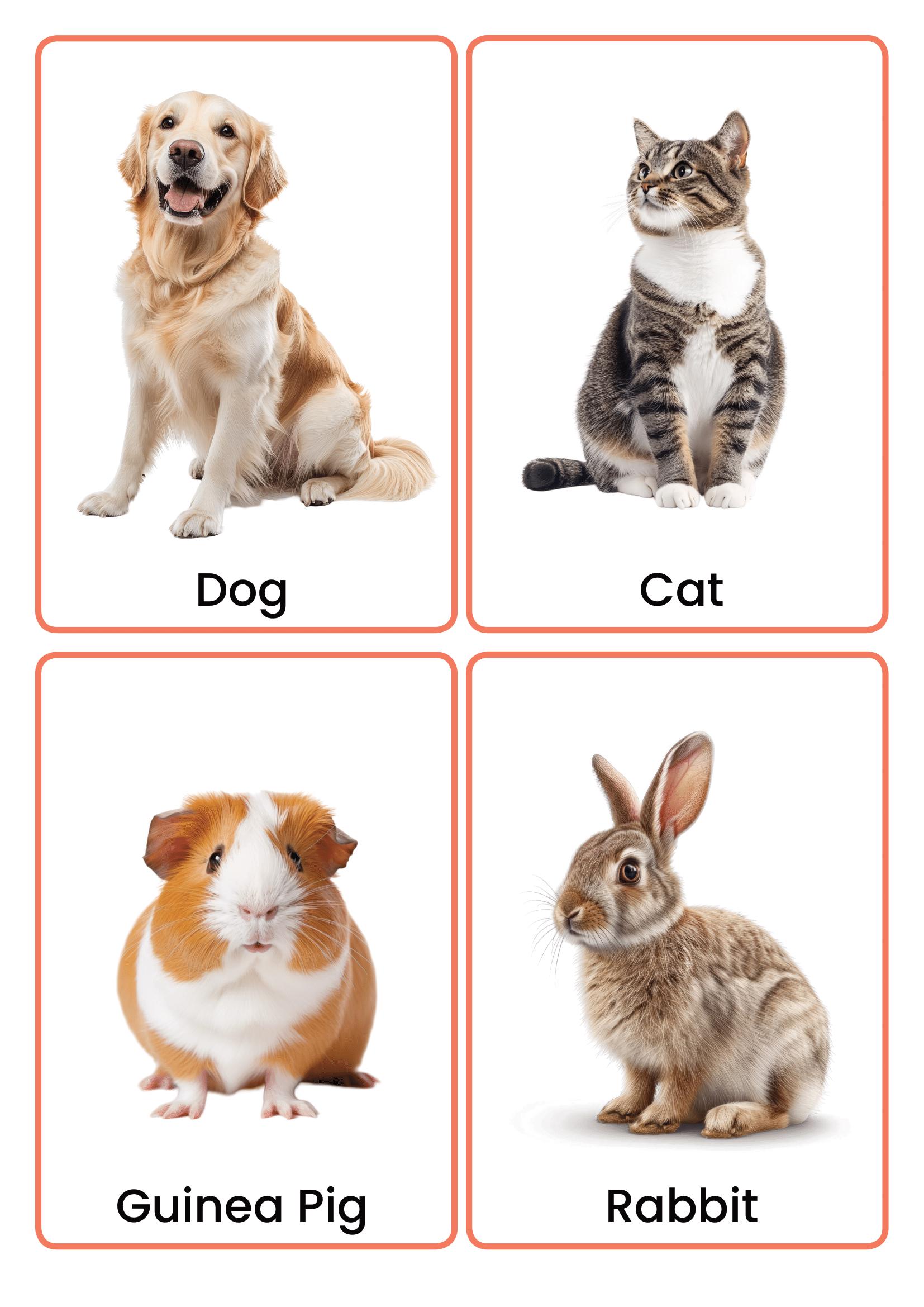 Pets Flashcards | Real Photo Animal Vocabulary Cards for Kids ...