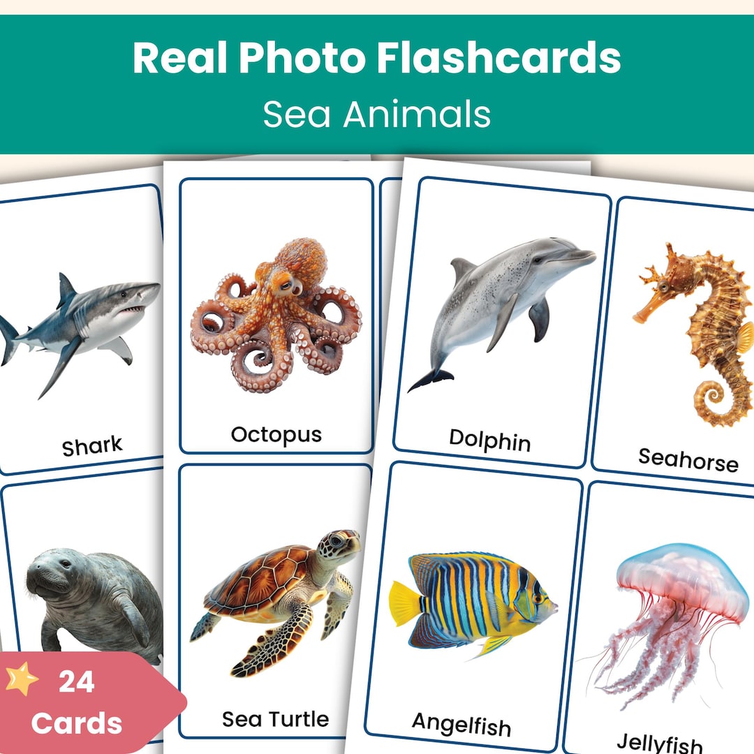Sea Animals Flashcards | Real Photo Animal Vocabulary Cards for Kids ...