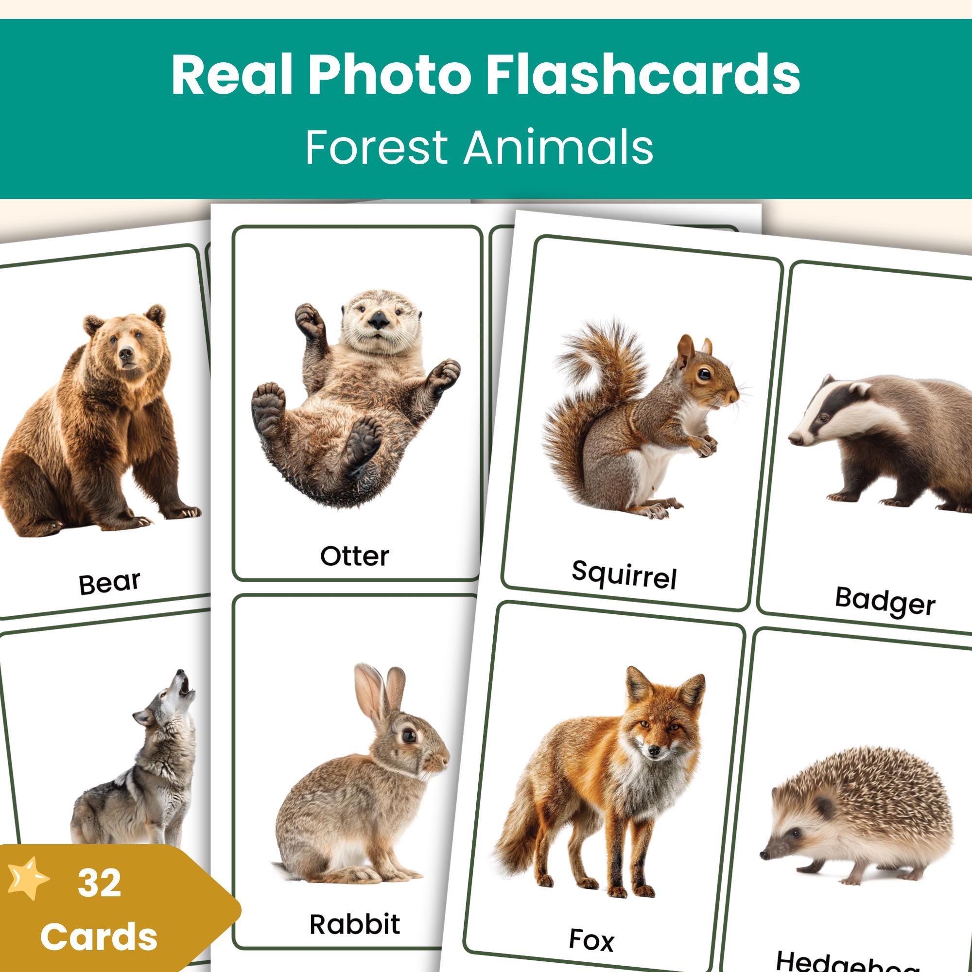 Forest Animals Flashcards | Real Photo Animal Vocabulary Cards for Kids ...