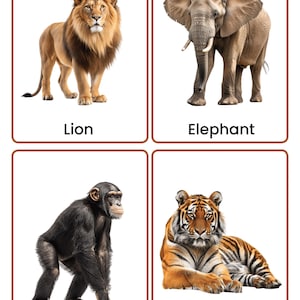 Wild Animals Flashcards | Real Photo Animal Vocabulary Cards for Kids ...