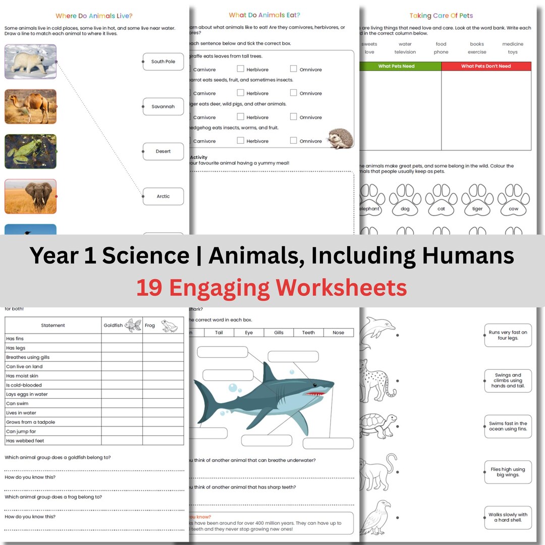 Year 1 Science Workbook | Animals Including Humans Activities | KS1 ...