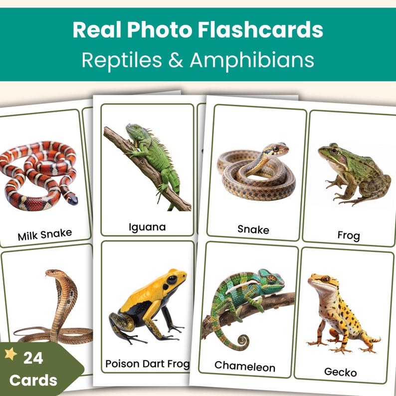 Reptiles and Amphibians Flashcards | Real Photo Animal Vocabulary Cards ...