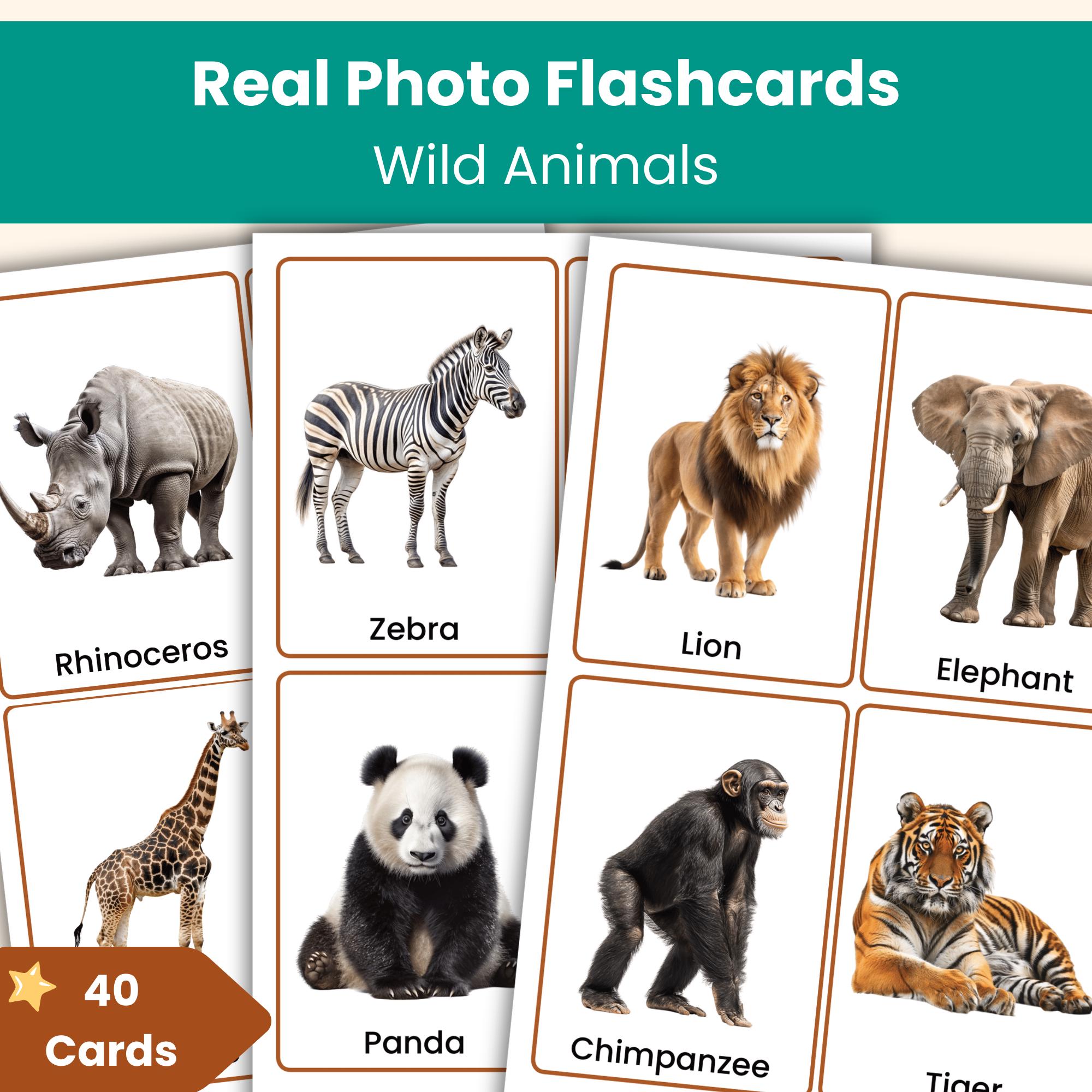 Wild Animals Flashcards | Real Photo Animal Vocabulary Cards for Kids ...