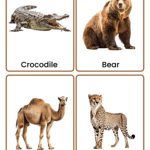 Wild Animals Flashcards | Real Photo Animal Vocabulary Cards for Kids ...