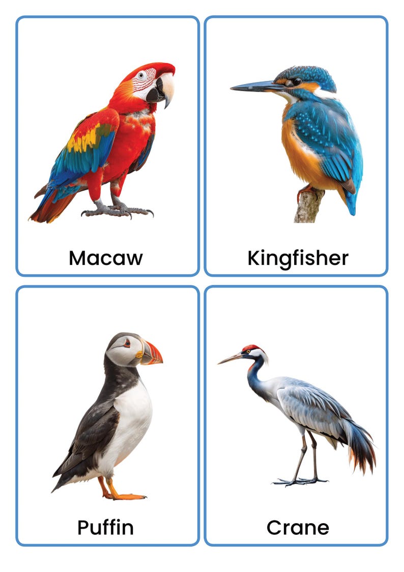 Birds Flashcards – 28 Realistic Picture Cards for Kids, Preschool ...