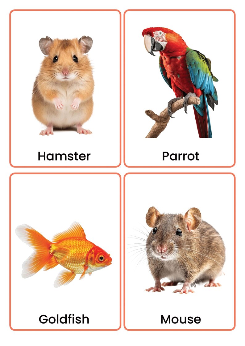 Pets Flashcards | Real Photo Animal Vocabulary Cards for Kids ...