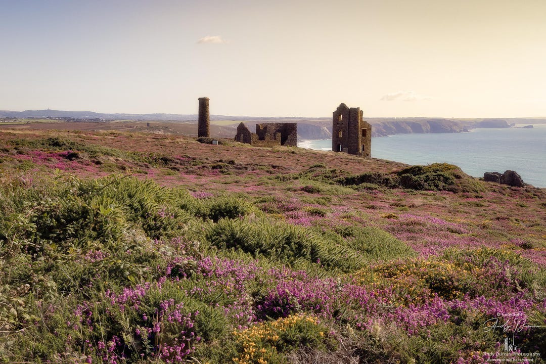 Cornish Heather at Wheal Coates A4, A3 or A2 Colour Print Wall Art for ...