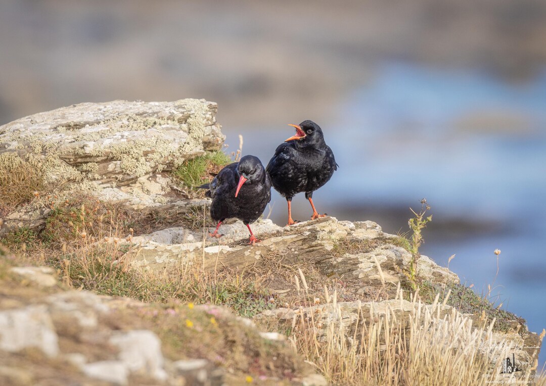 Cornish Choughs Print: Coastal Wildlife Art, Cornwall - Etsy