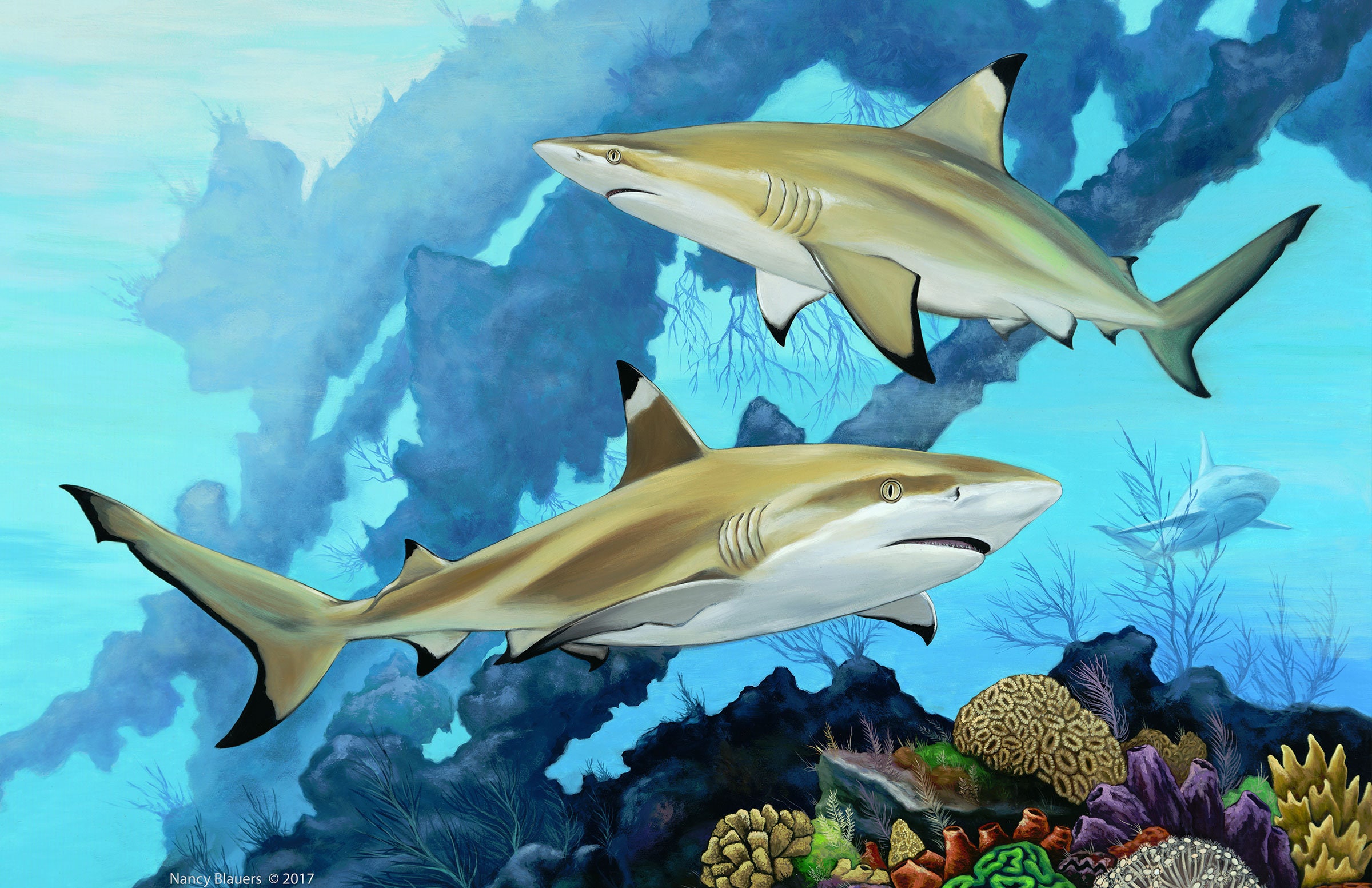 Black Tip Sharks Fine Art Print - Etsy