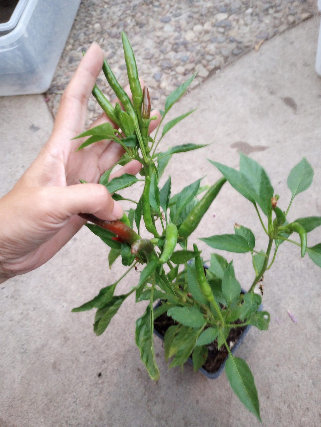 Live Plant,3 Chile De Arbol Pepper/deárbol Peppers Plants/ in One 4 ...