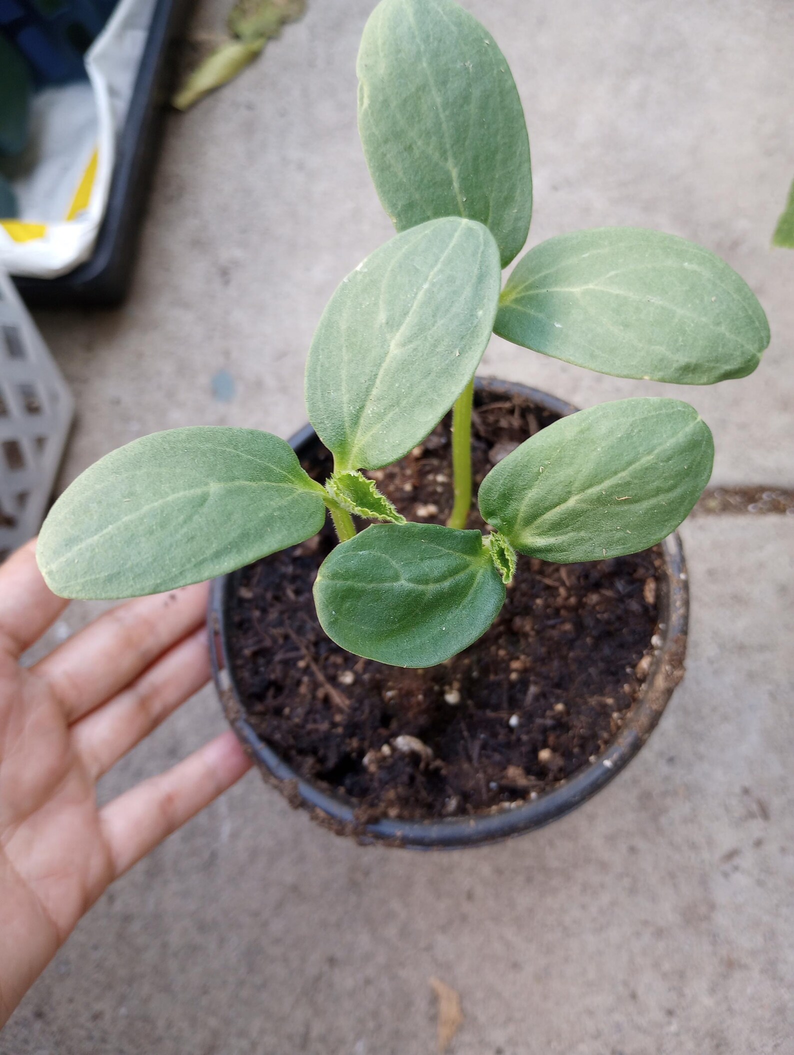 Live Plant,2 Burpless Cucumber Plants Within One 4 Inches Pot Burpless ...