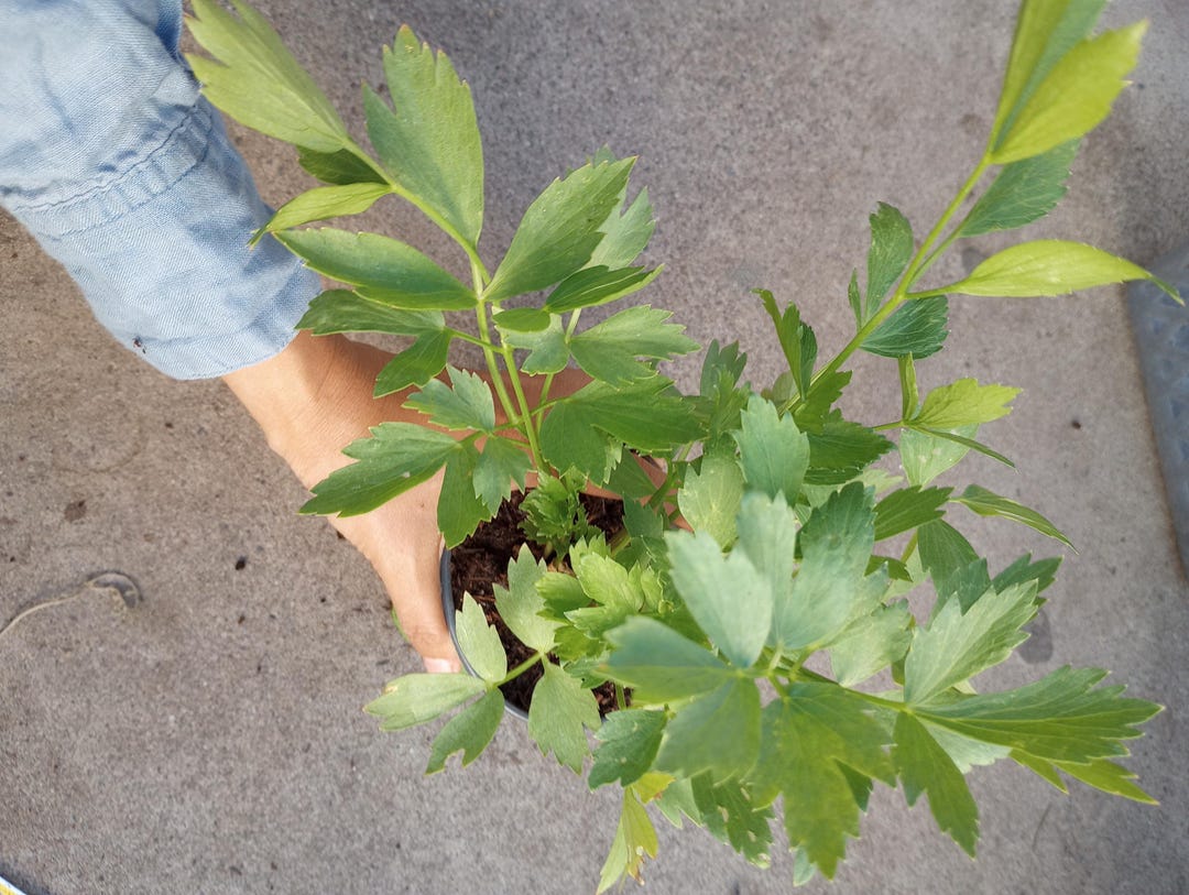 Live Plant, 2 Lovage Levistium Officinale Within 4 Inch Pot. - Etsy
