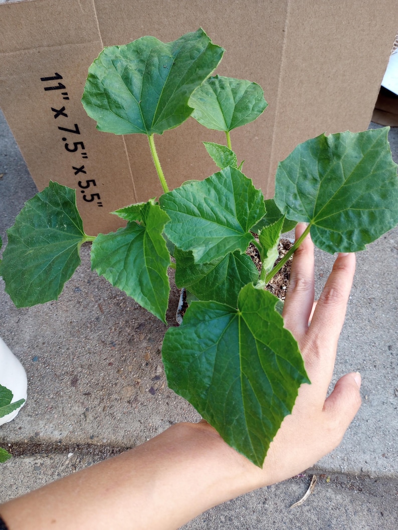 Live Plant,2 Burpless Cucumber Plants Within One 4 Inches Pot Burpless ...