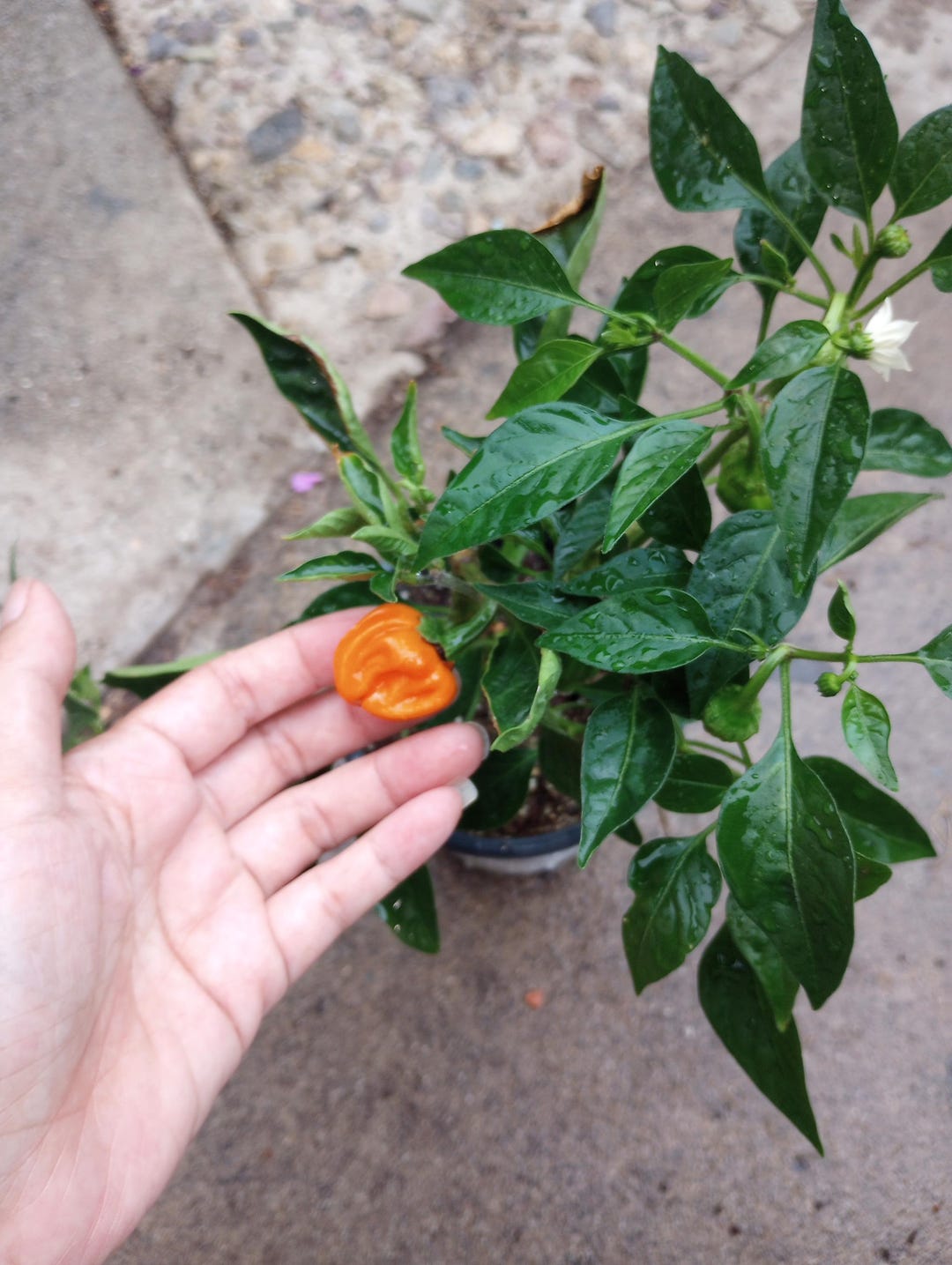 Live Plants, 2 Pot Scotch Bonnet Pepper Plant/in 4 Inch High Pot - Etsy