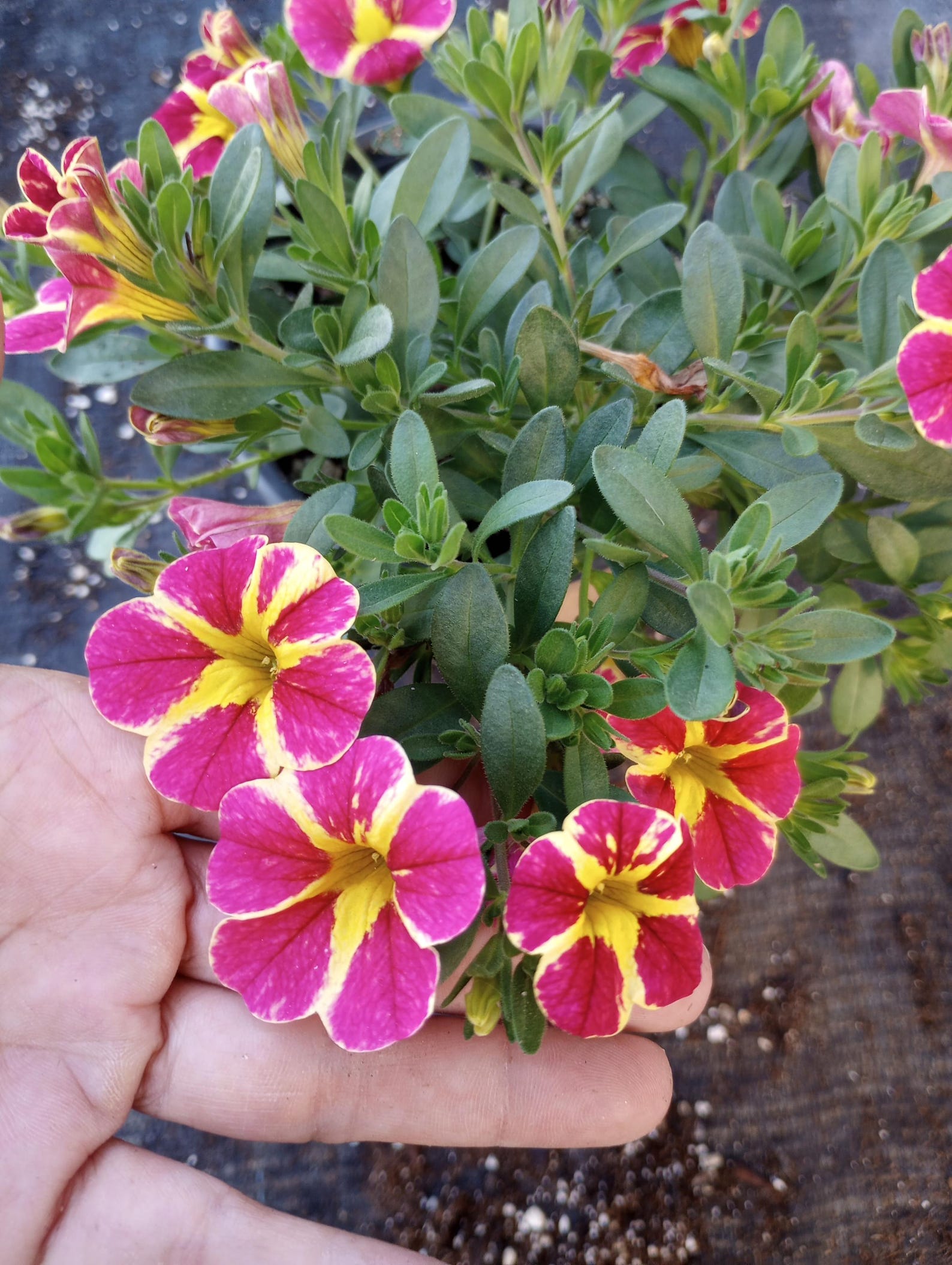 Live Plant, Red Shuffle Calibrachoa Plant in 6 Inch High Pot/ - Etsy