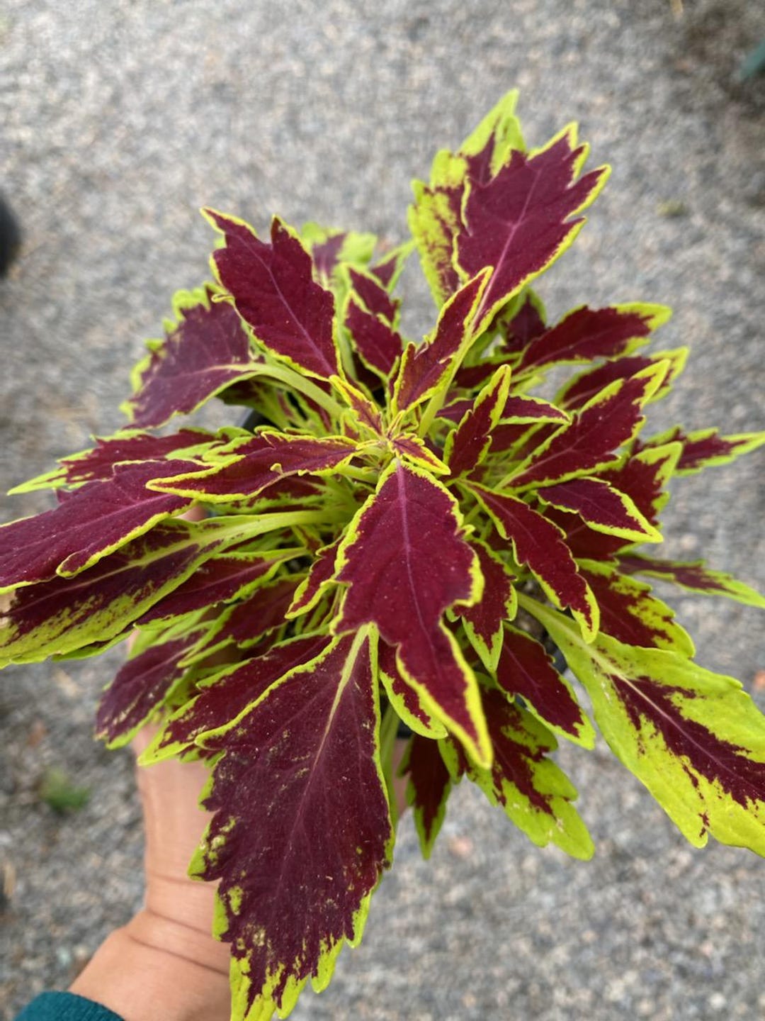 Live Plants,serrano Coleus Plants in 6 Inch High Pot - Etsy