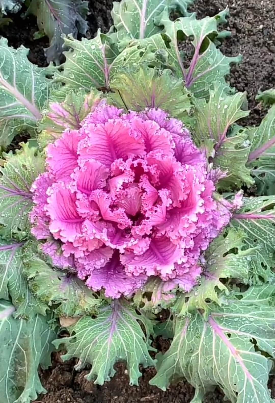 Live Plant,2 Red Ornamental Cabbage/ Kale Plants in One Pot - Etsy
