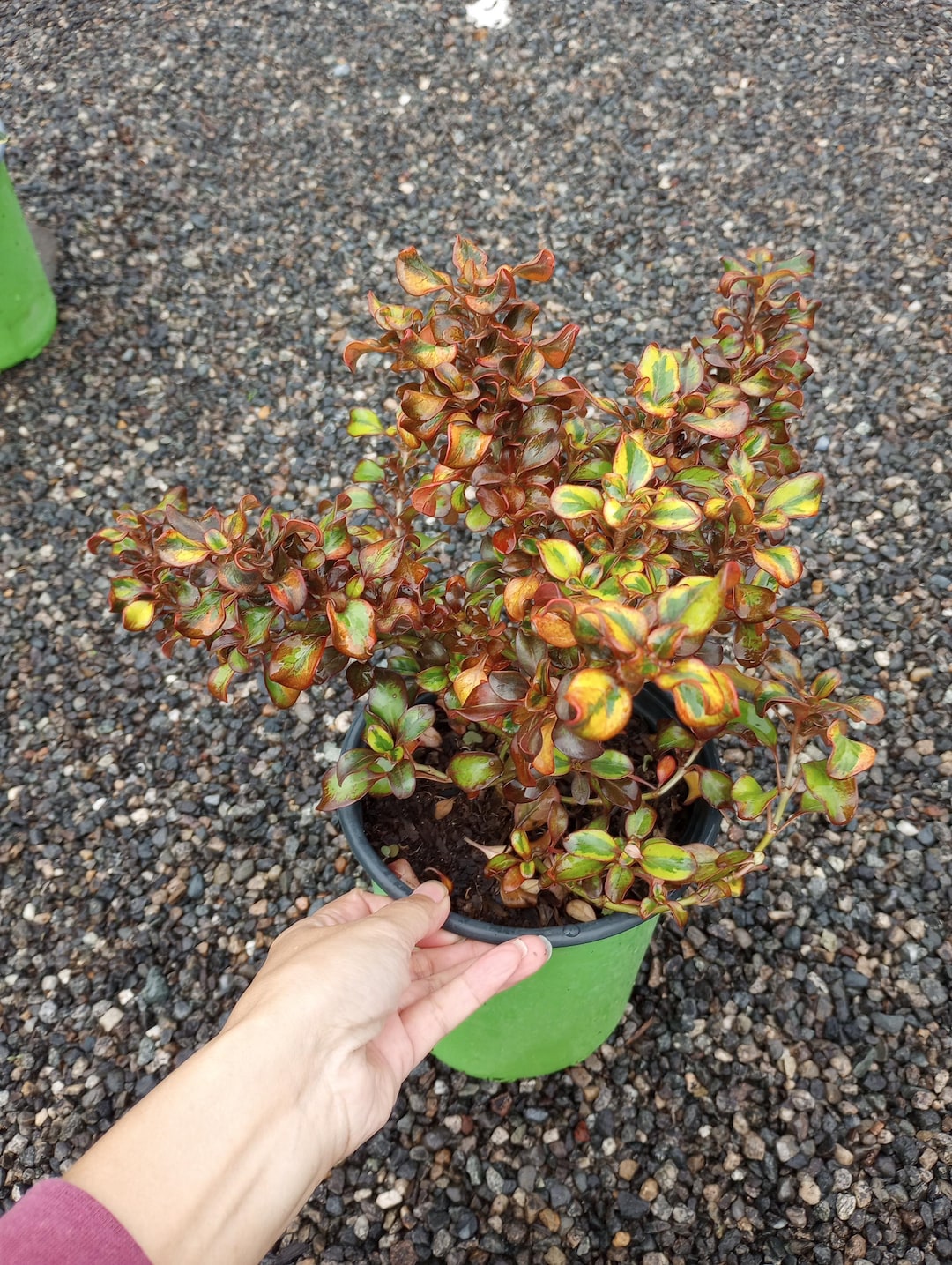 Live Plant, Coprosma Repens Pina Colada in One GL Pot./ in 6 Inch High ...