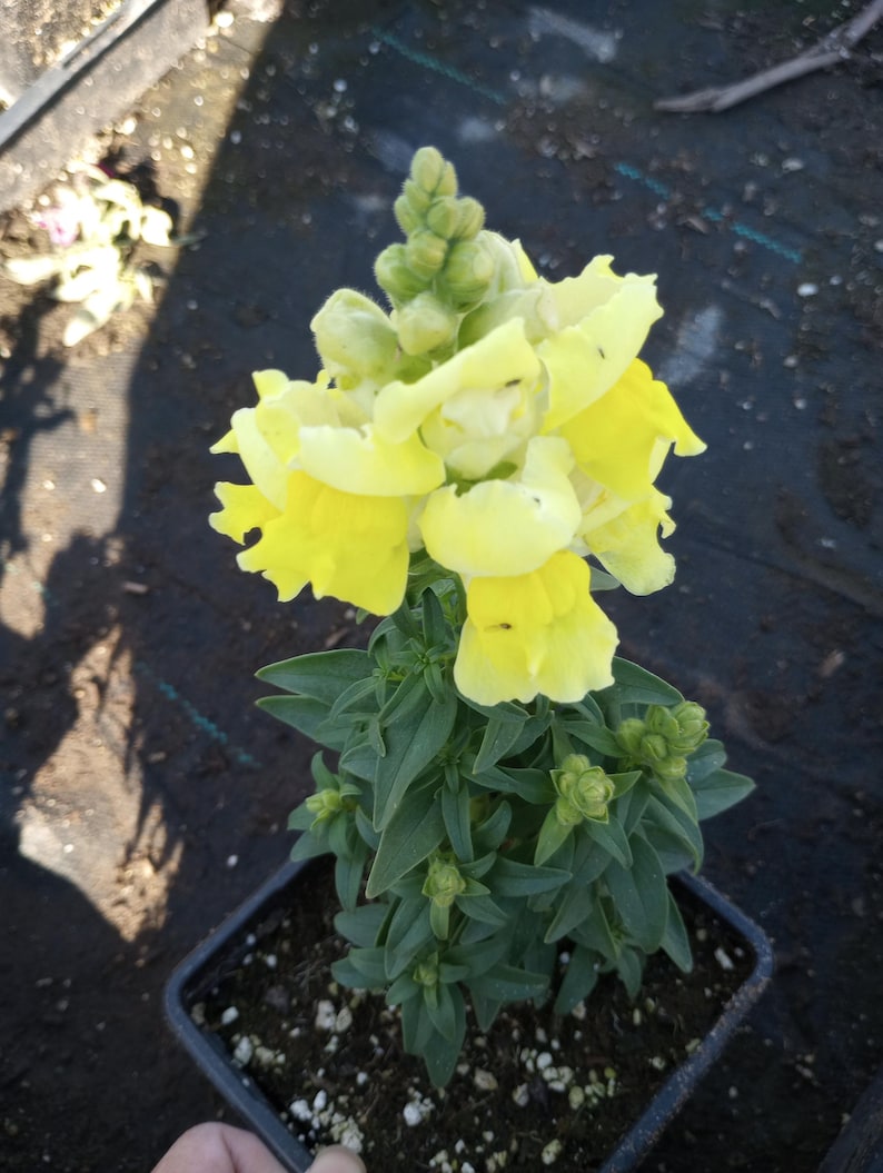 Live Plant, 6 Set of Snapdragon Yellow / Each Pot is 3 Inch Pot - Etsy