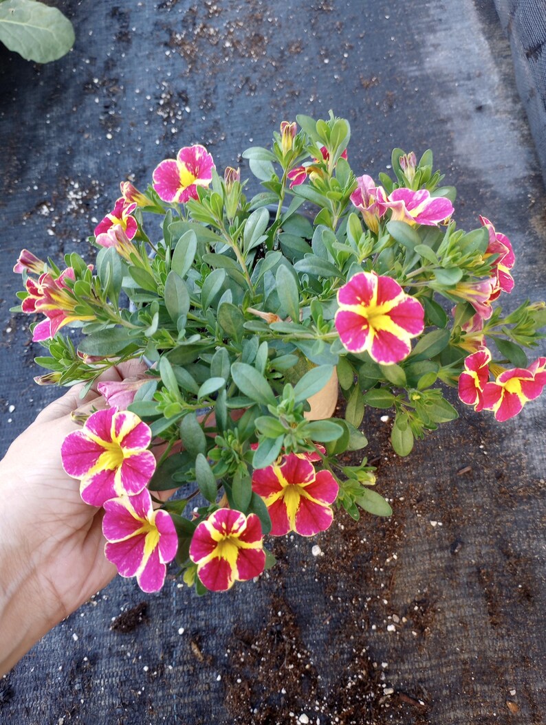 Live Plant, Red Shuffle Calibrachoa Plant in 6 Inch High Pot/ - Etsy