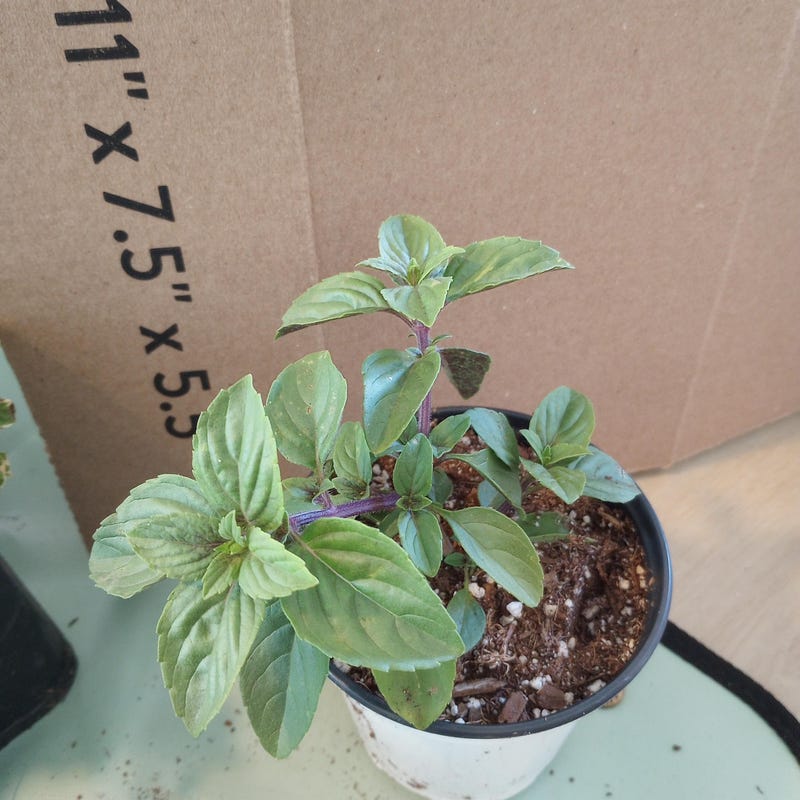 African Pot - Etsy