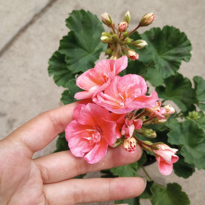 Geraniums - Etsy