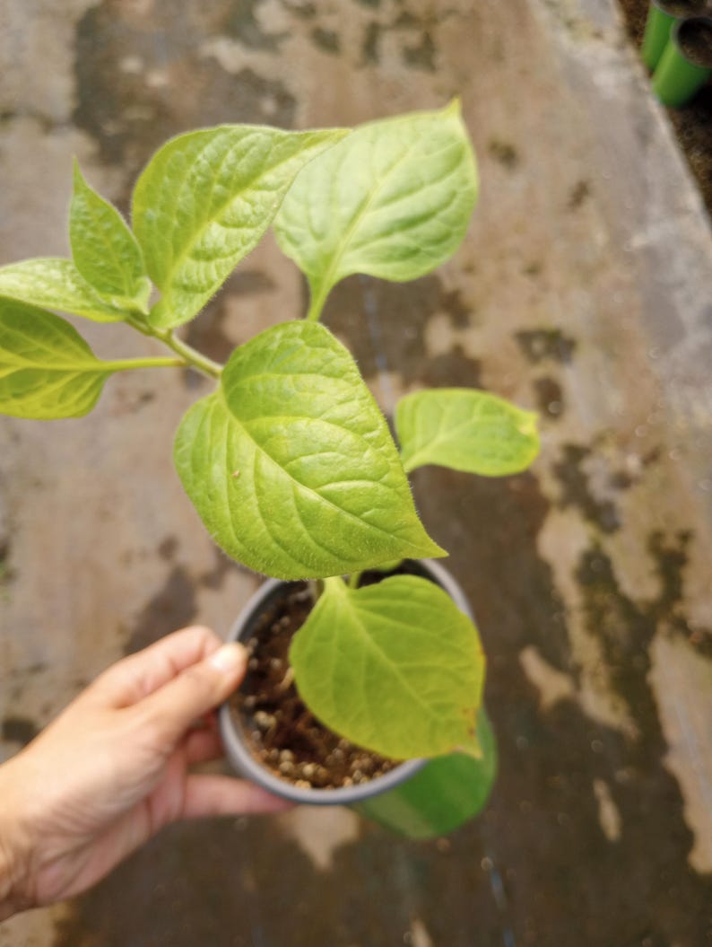 Live Plants, Manzano Yellow Pepper Plants in 6 Inch High Pot - Etsy