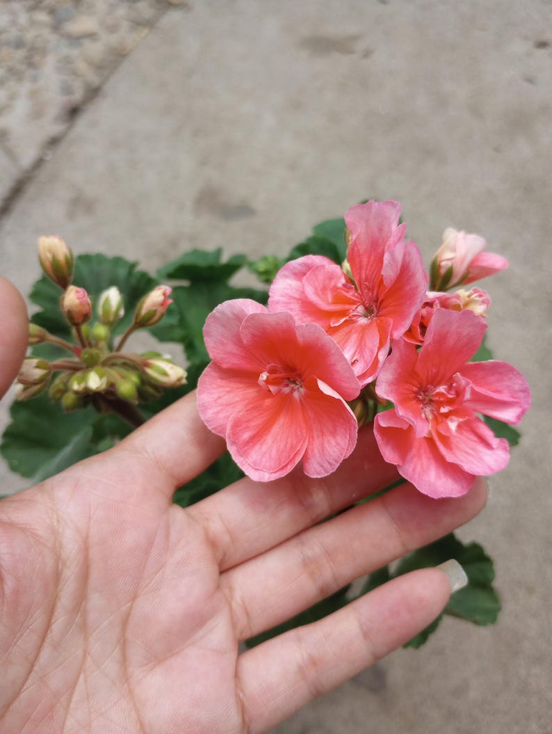 Live Plant, Fantasia Geranium Plants in 6 Inch High Pot/ 1 Gallon Pot ...