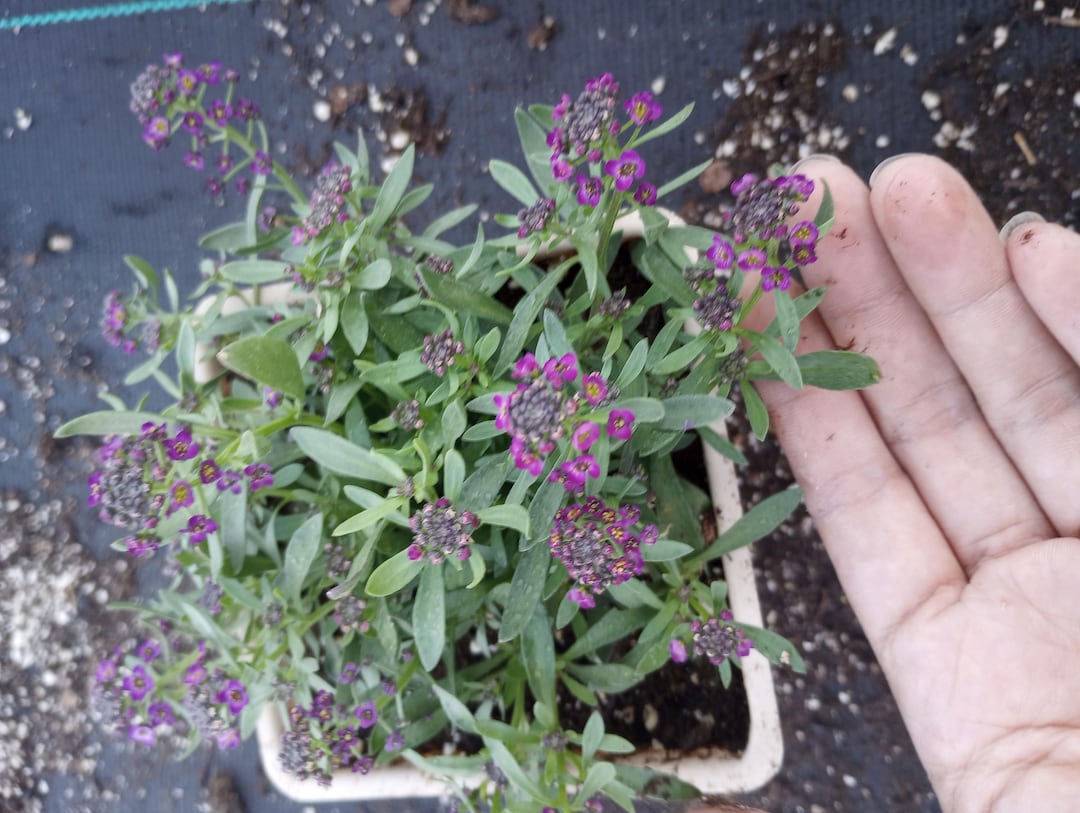 Live Plant, Alyssum Purple / White Plants in 4 Inch High Pot. Will Ship ...