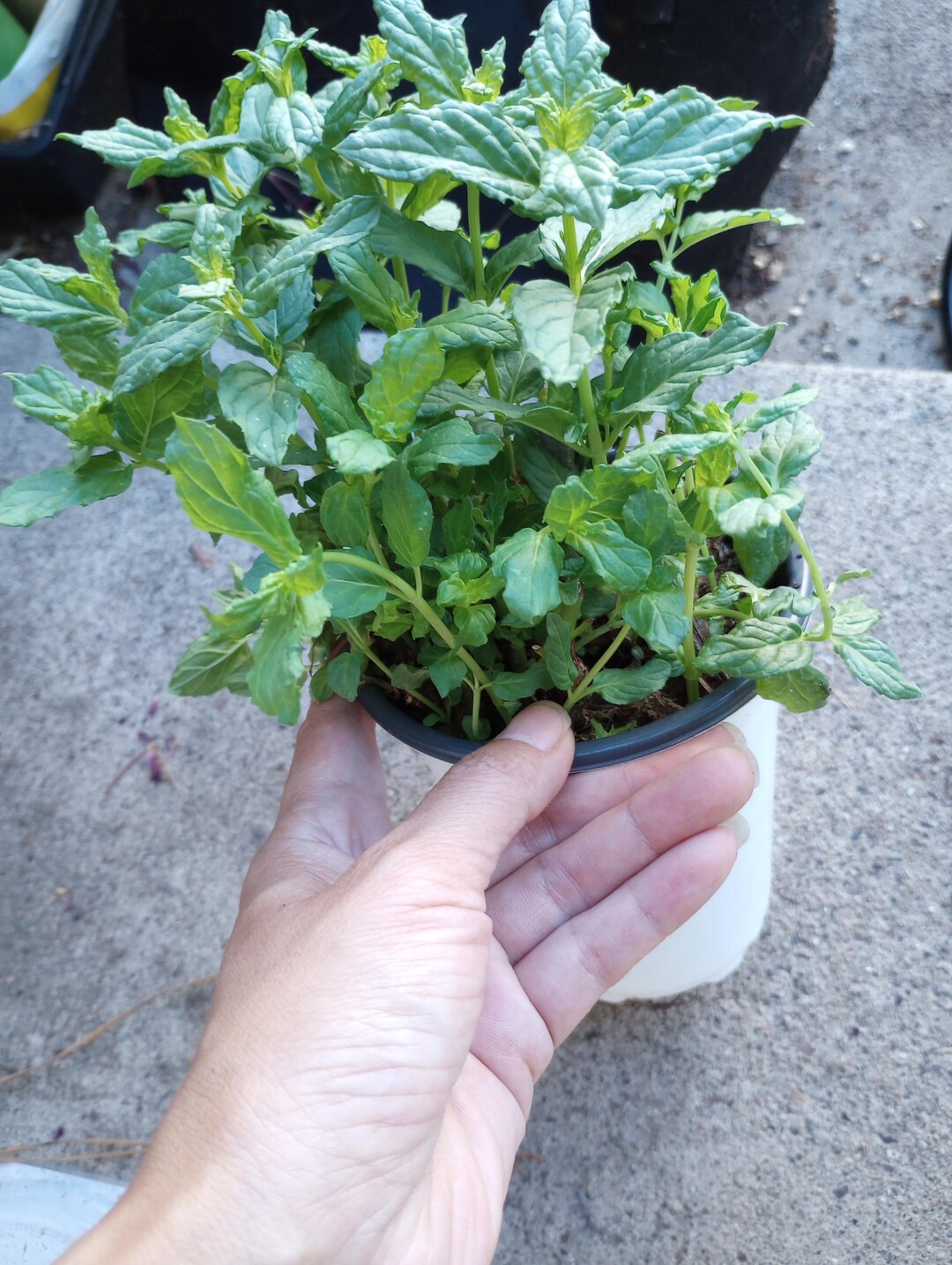 Live Plant, Peppermint Plants Within 6 Inch Pot. - Etsy