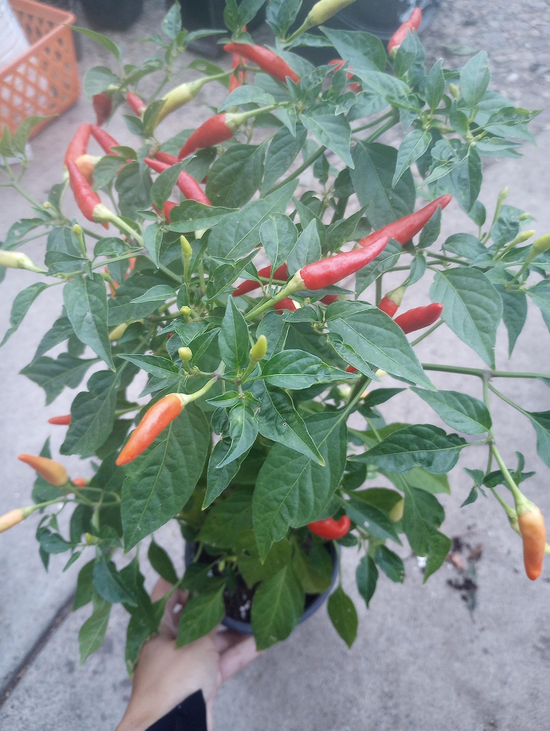 Live Plant, 2 Basket of Fire Pepper Plants Within One 6 Inch High Pot ...