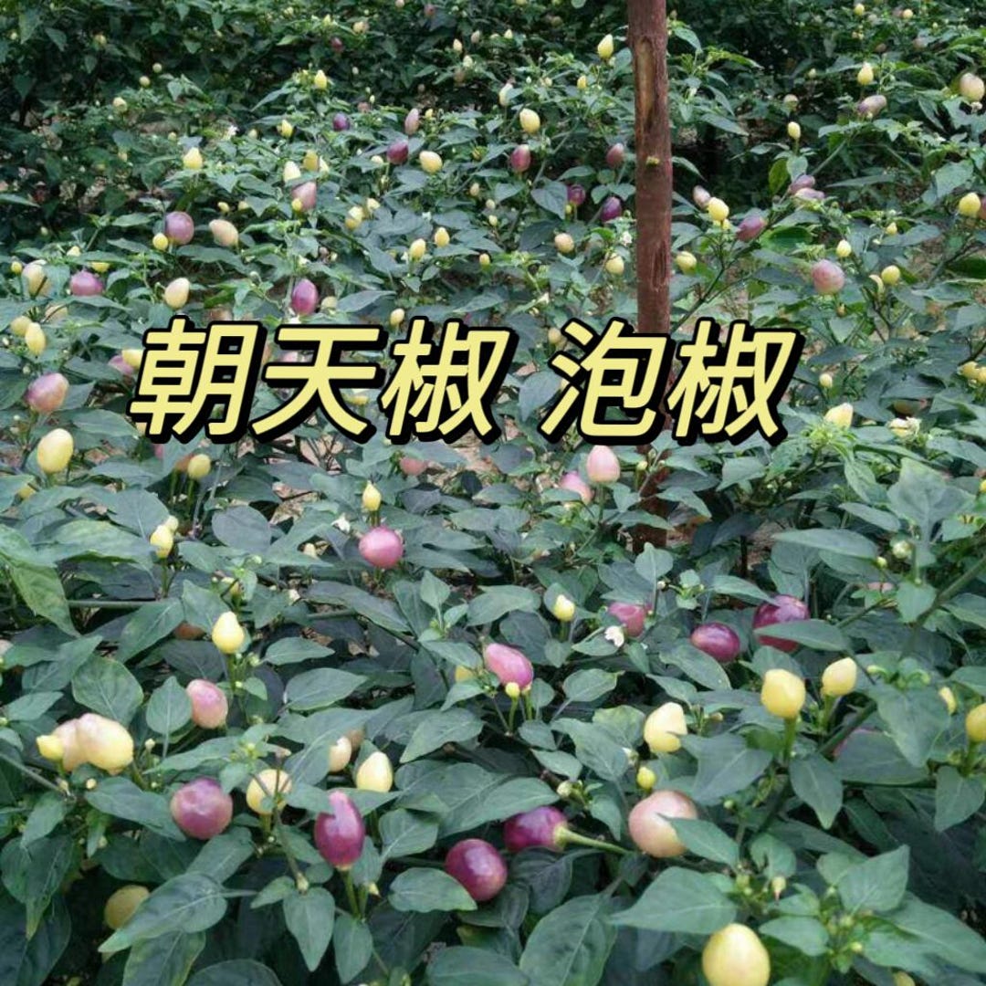 Ship From US* Chao Tian Jiao/ Facing Heaven Pepper Seeds 七彩朝天椒/泡椒 新种子 ...