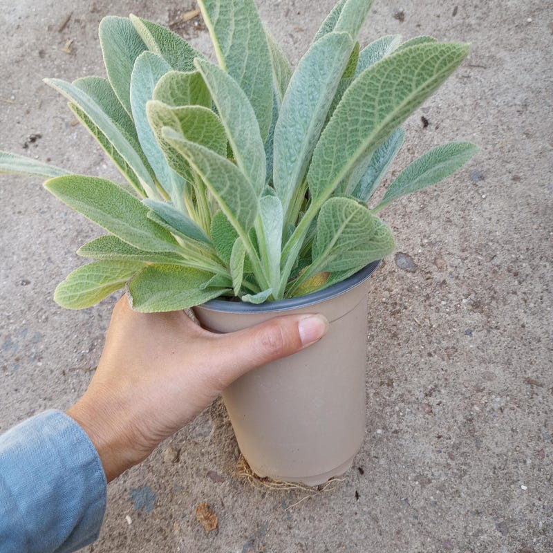 Ear Plug With Plants - Etsy