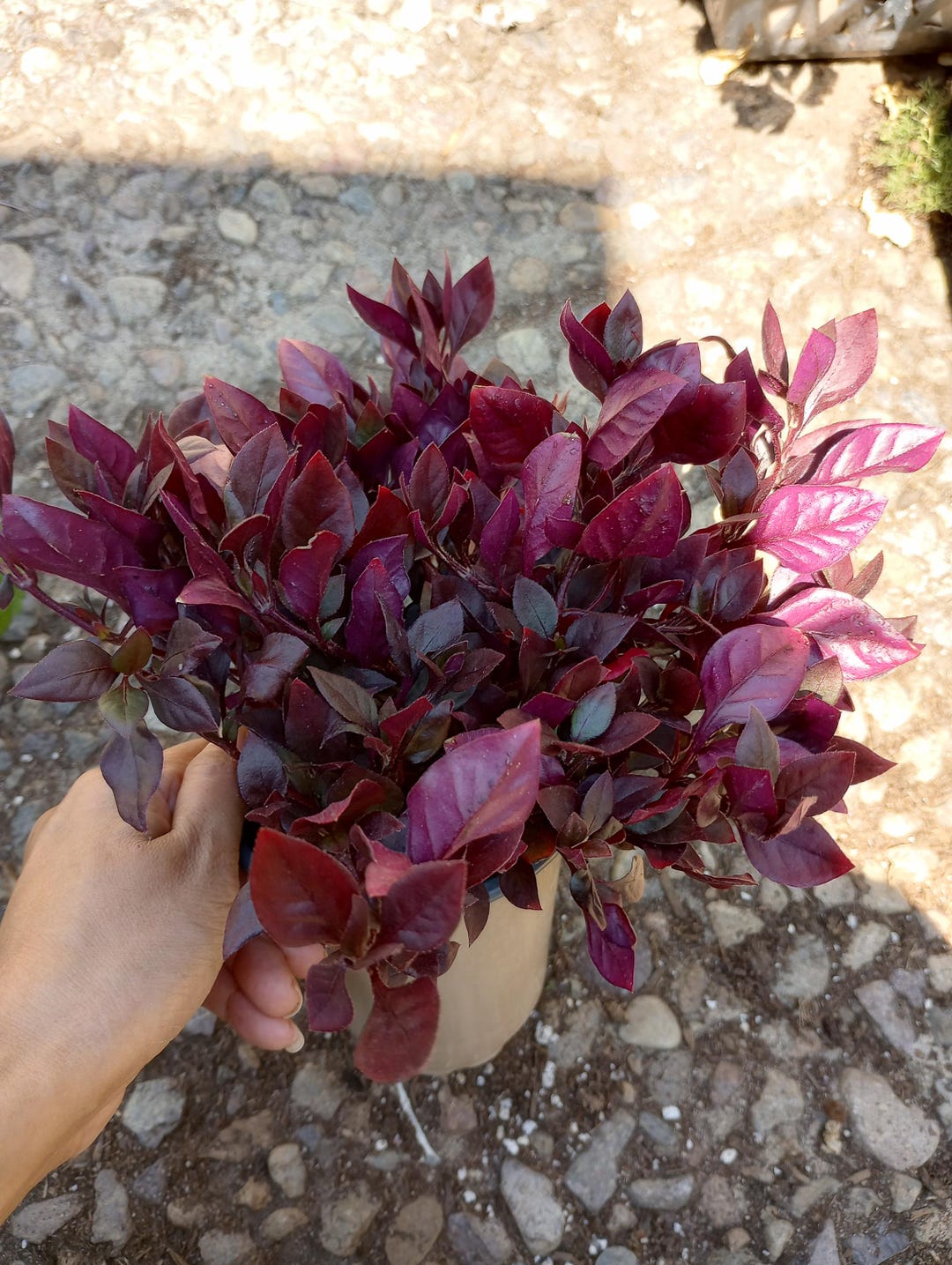 Live Plant, Fancifillers Choco Chili Plants in 6 Inch High Pot. - Etsy