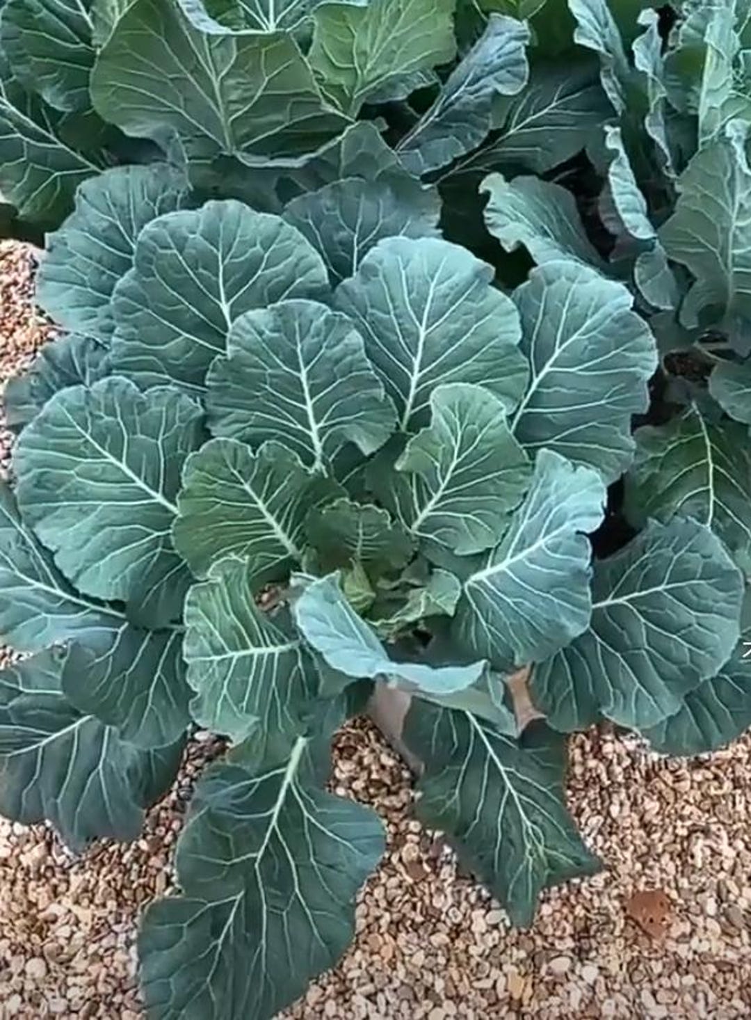 Live Plant, 3 Collards Plants Within One 4 Inch Pot. - Etsy