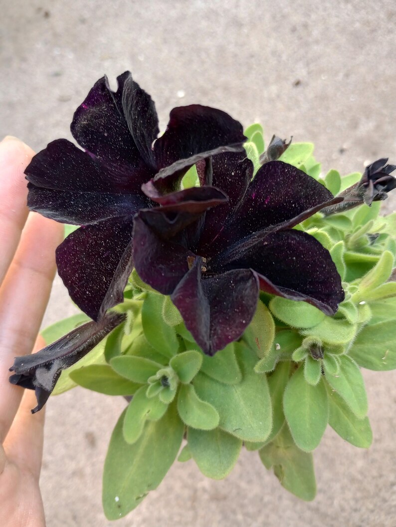 Live Plant, Black Magic Petunia Plants in 6 Inch High Pot. - Etsy