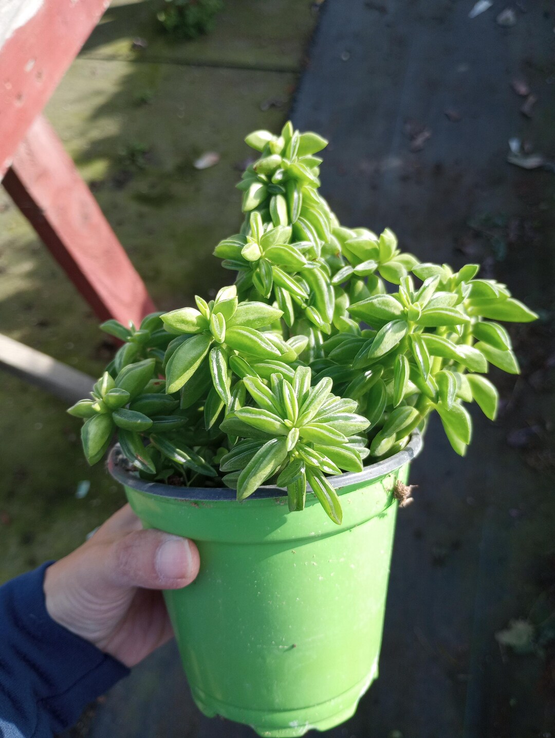 Live Plant, 2 Set Taco Leaf Peperomia, or Peperomia Axillaris Plants ...