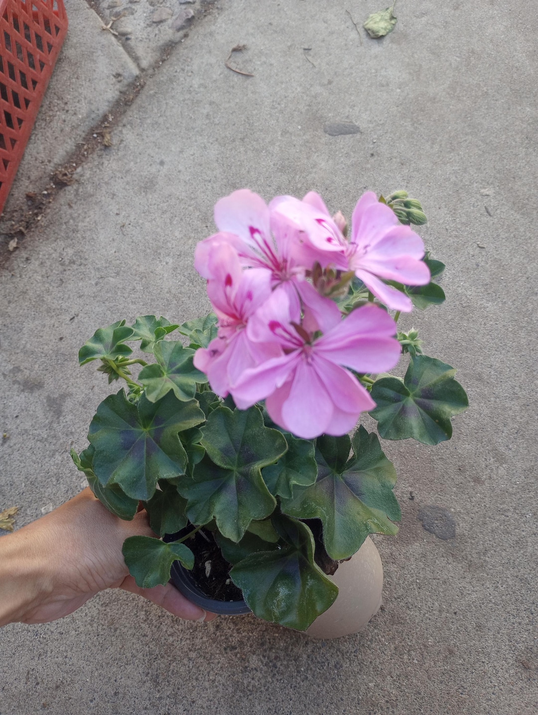Live Plant, Ivy Geranium Light Lavender Plants in 6 Inch High Pot./ 1 ...