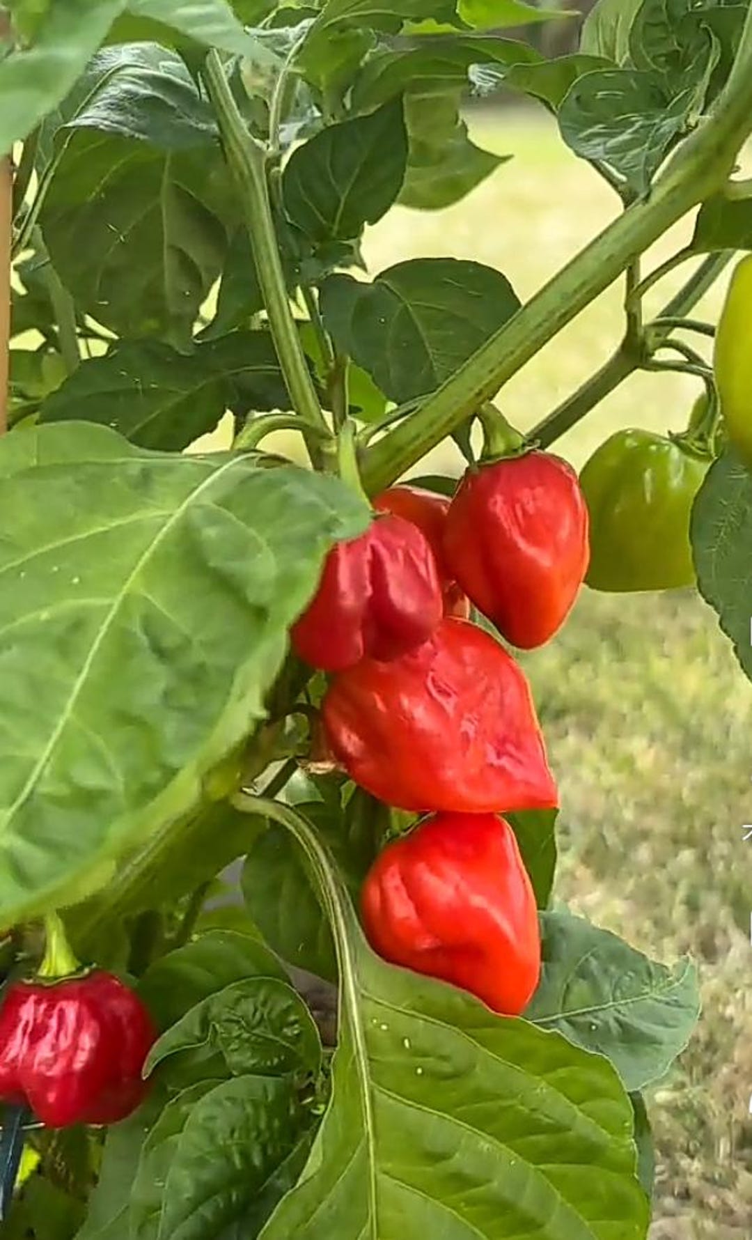 Live Plant, 2 Red Savina Pepper Plant Within One 6 Inch High Pot. - Etsy