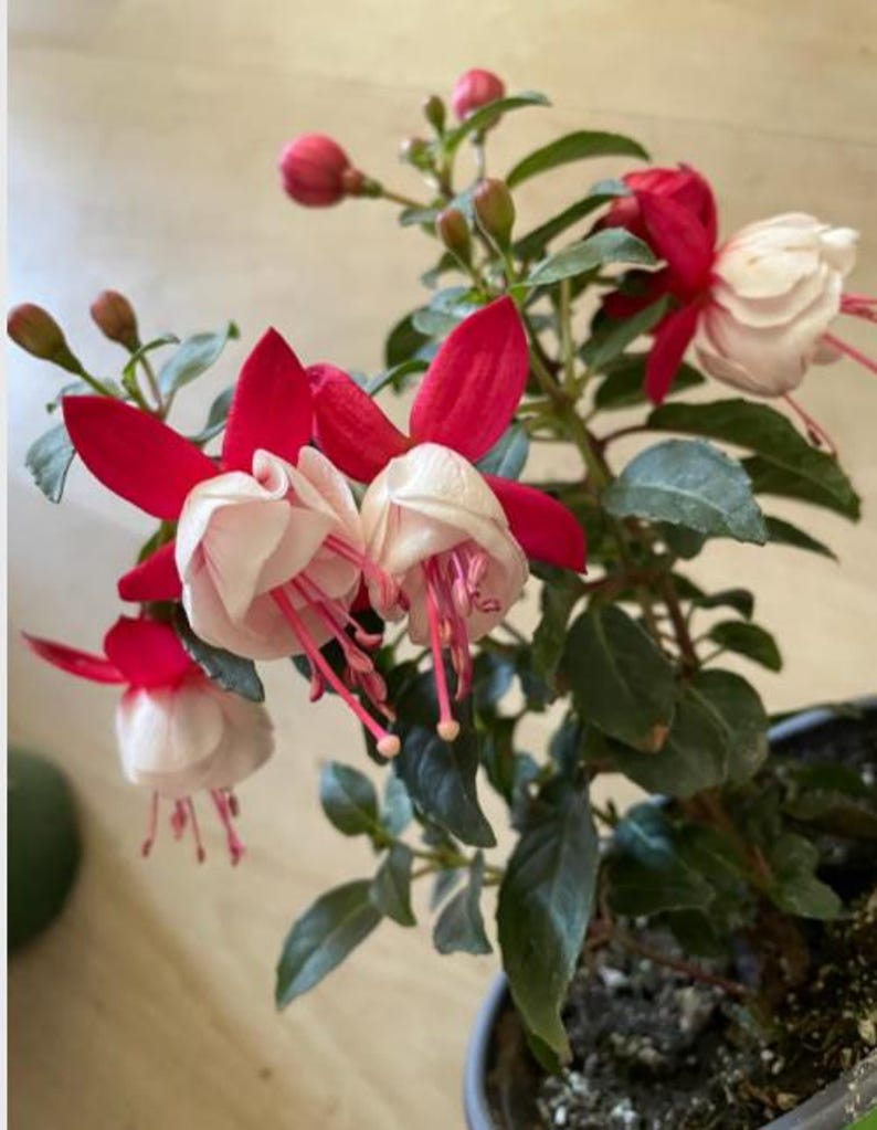 Live Plant, Fuchsia Plants in 6 Inch High Pot. - Etsy