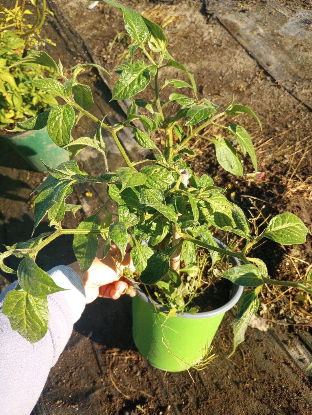 Live Plants, Manzano Yellow Pepper Plants in 6 Inch High Pot - Etsy