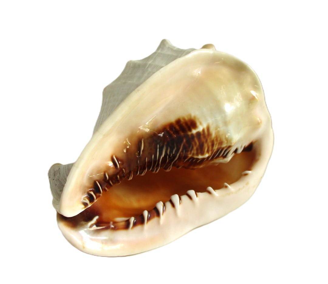 Queen Helmet Shell, Striped Conch Shell, Cassis Cornuta Shell - Etsy
