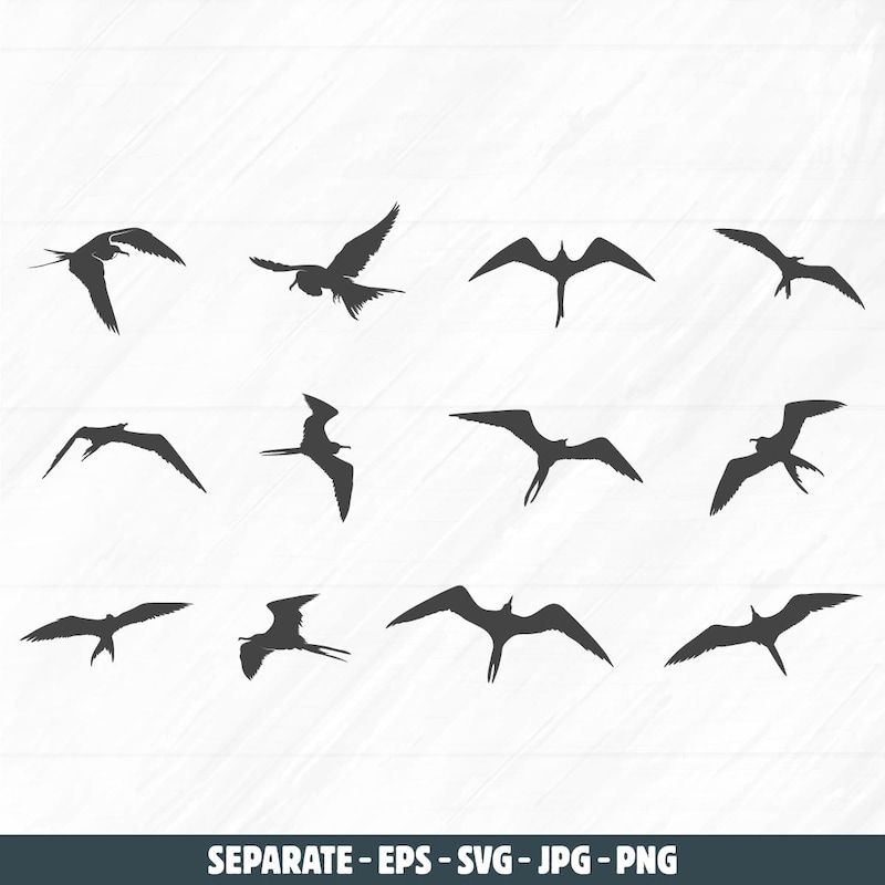 Frigate Bird - Etsy