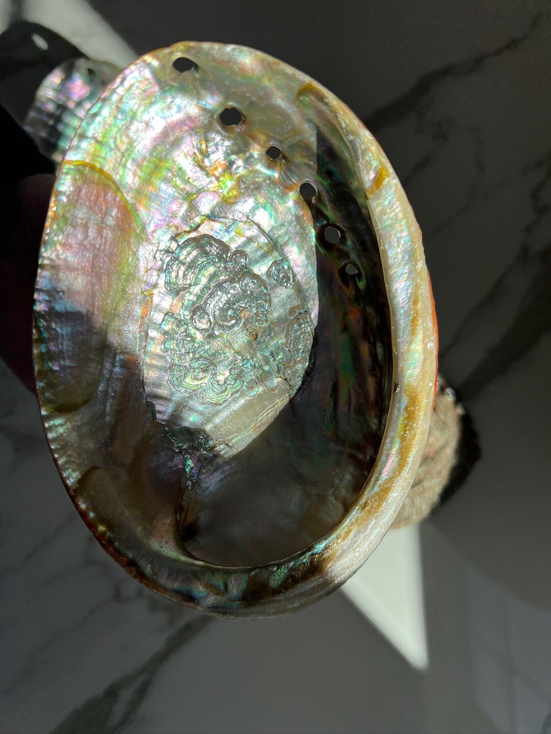 Large Abalone Shell - Etsy