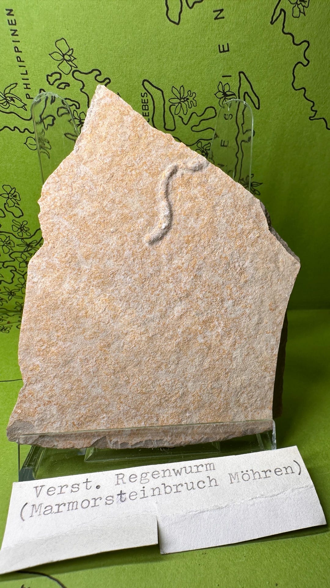Rare 9.5 X 6.5 Cm Worm Fossil From Carrot Quarry / Collector's Item ...