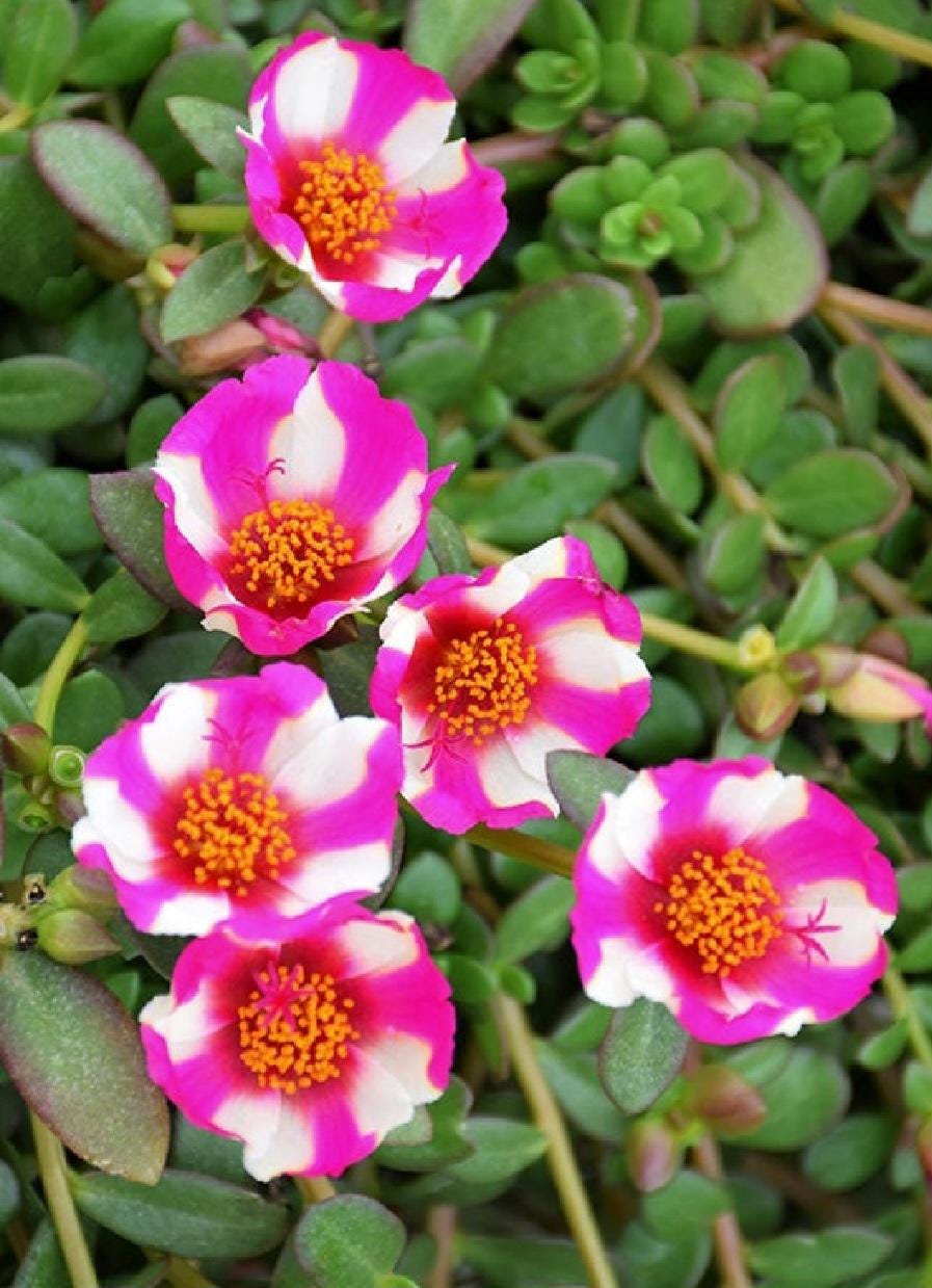 Pink Lady Portulaca Purslane (portulaca Grandiflora) Flower SEEDS - Etsy