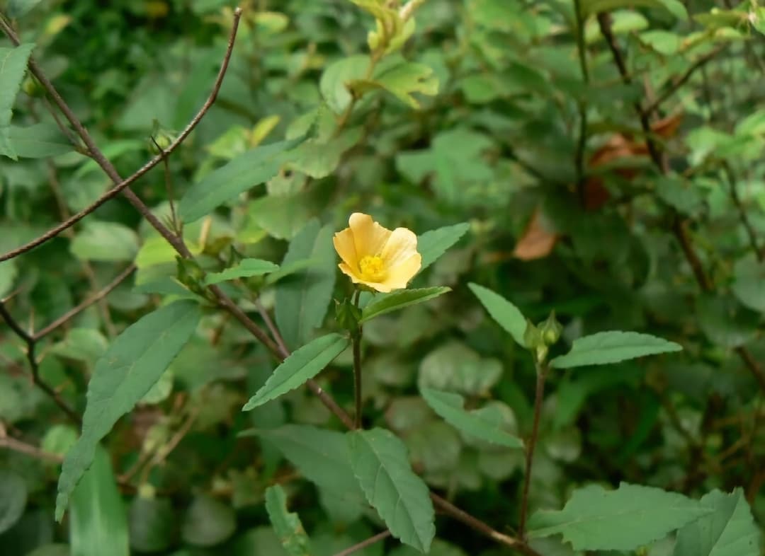 Sida Acuta SEEDS - Etsy