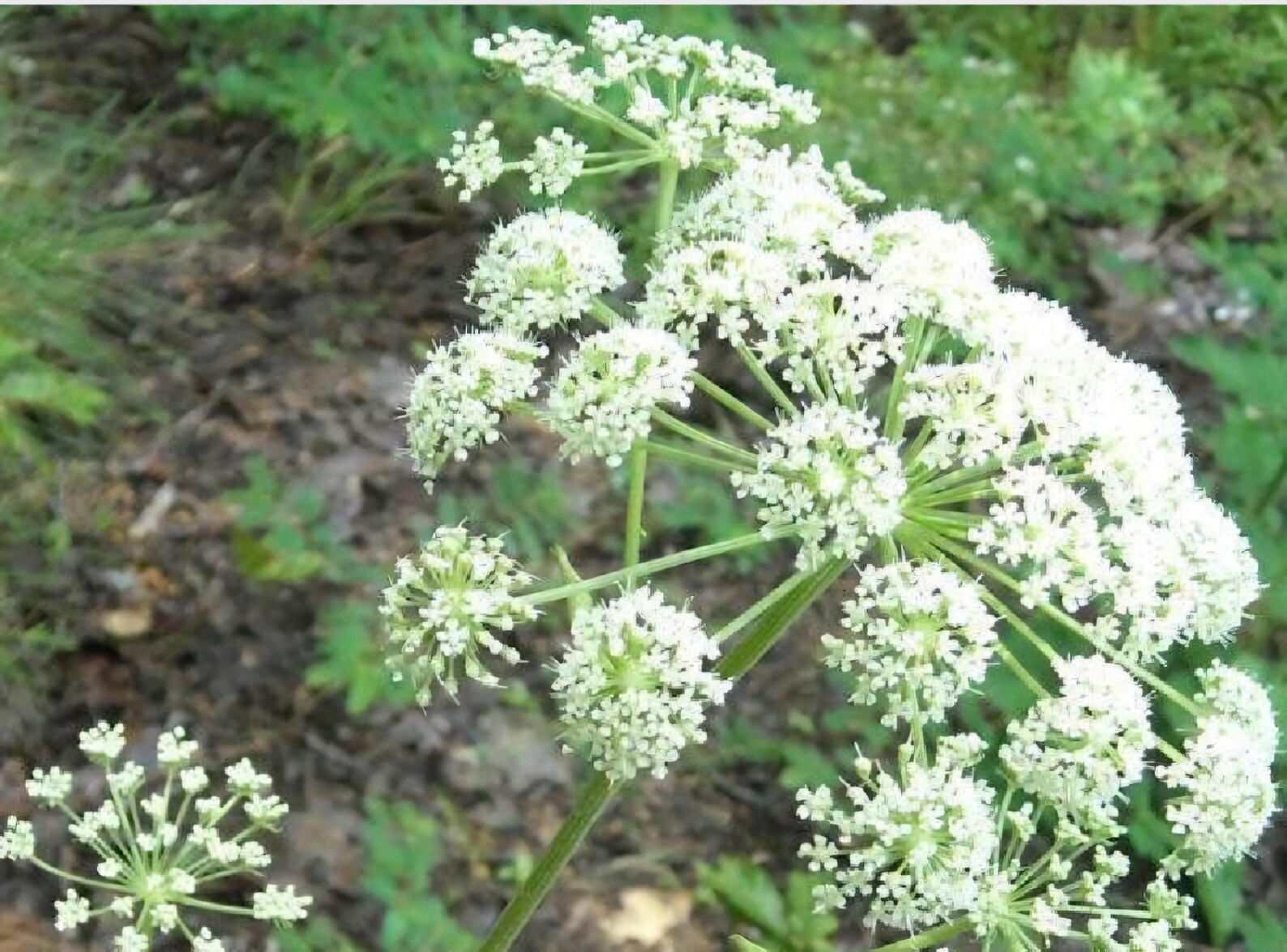 Angelica, Official (angelica Archangelica) Seeds - Etsy