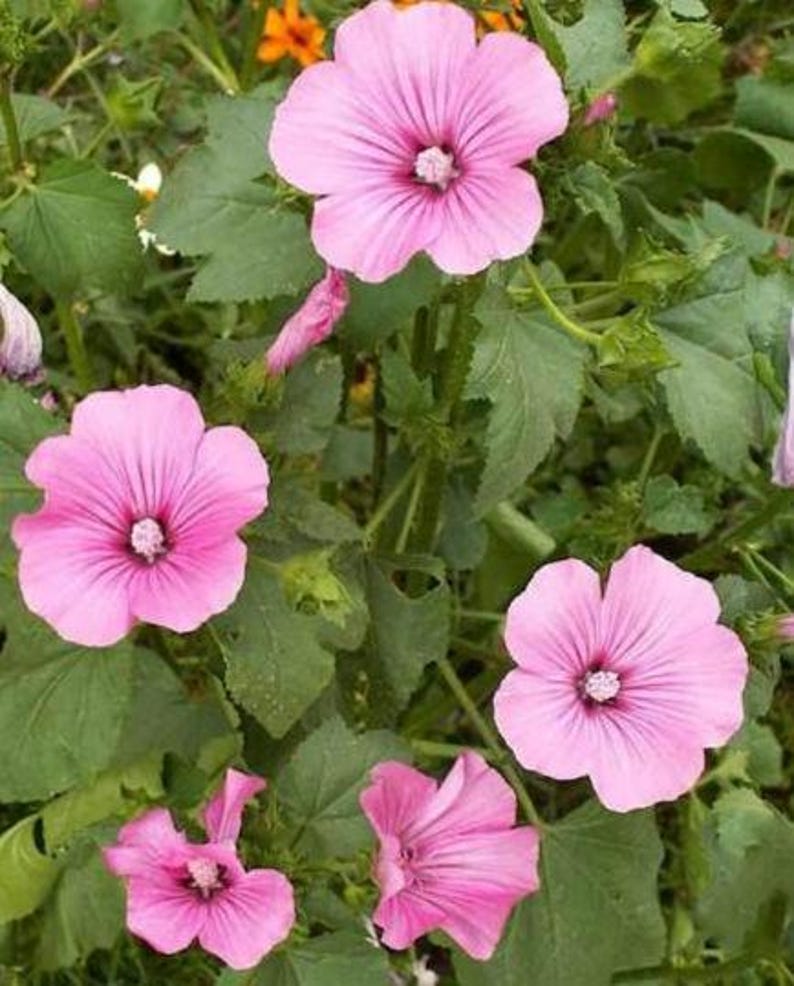 Tree Mallow Seeds (lavatera Trimestris) - Etsy